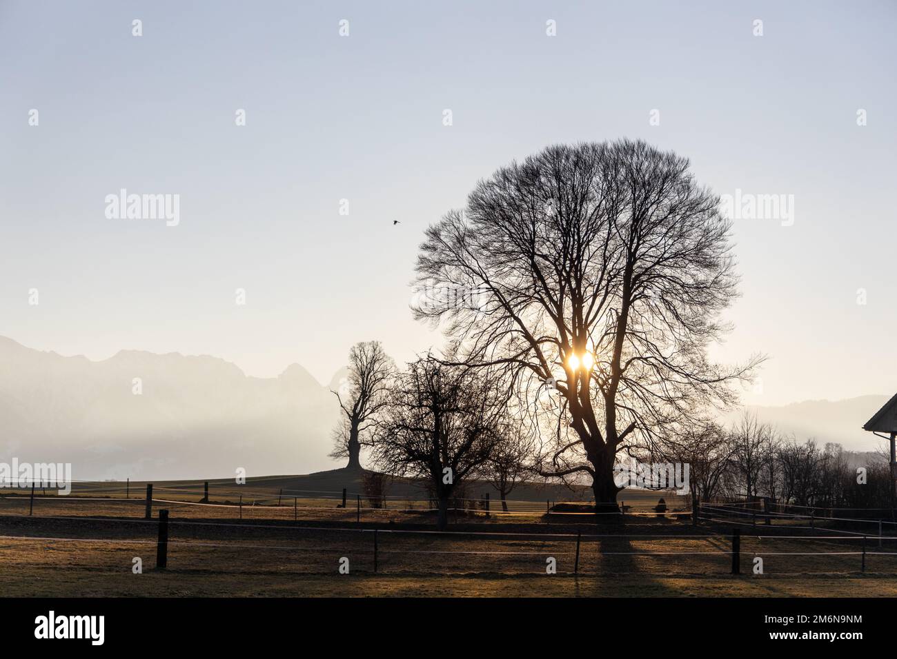 A leaf less tree on a green field next to a farm foggy Background Stock ...