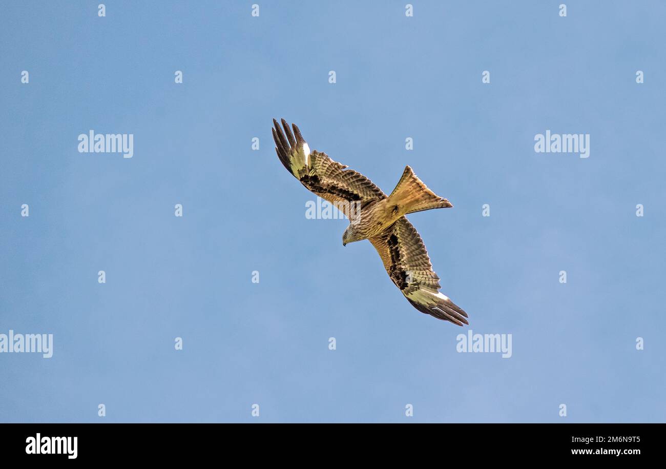 Red Kite 'Milvus milvus Stock Photo - Alamy