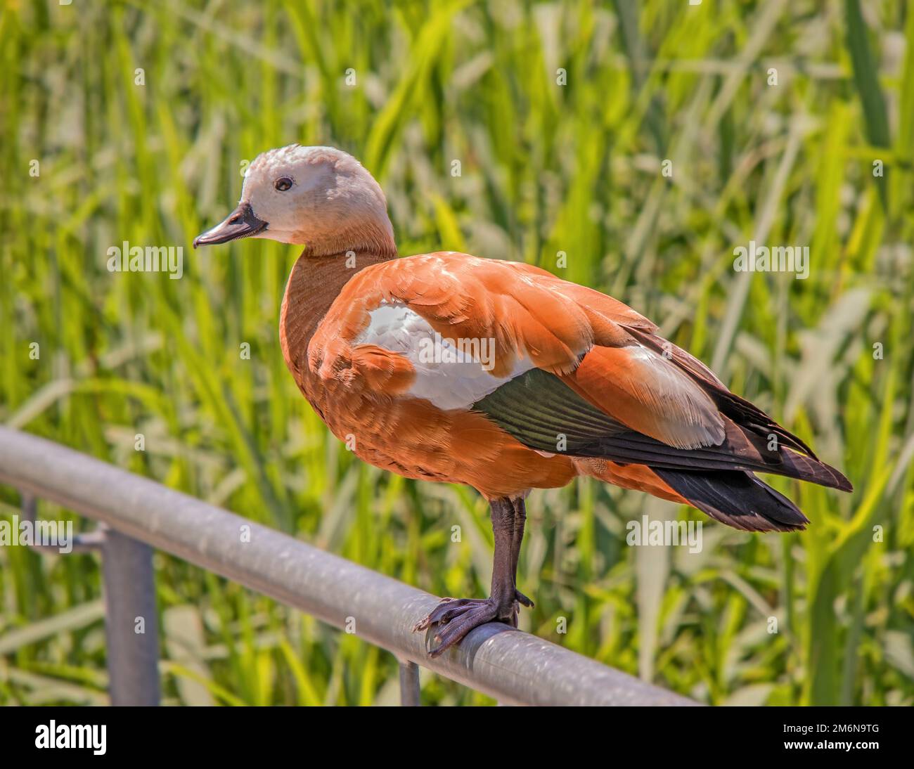 Gaensejagd hi-res stock photography and images - Alamy