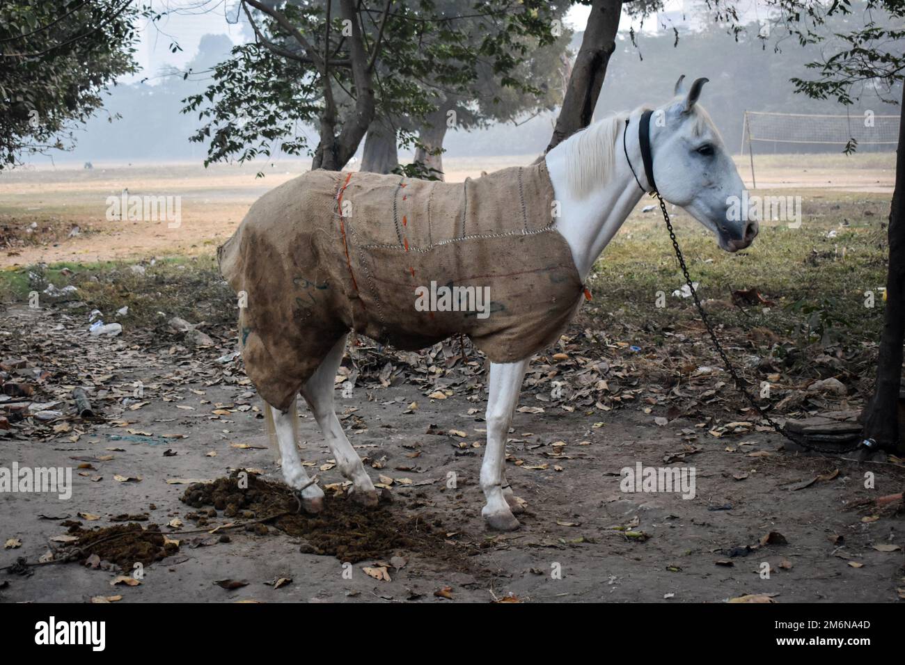 A horse wearing a jute sack is seen on the field on a cold winter ...