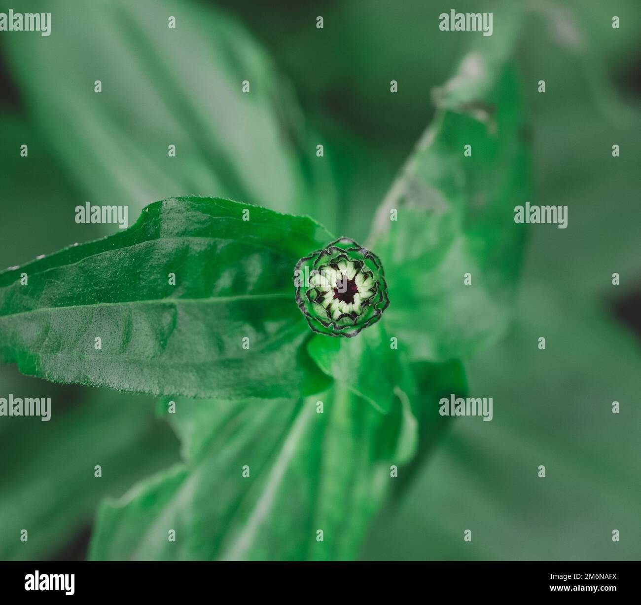 Zinnia flower stalk with green leaves and unblown bud Stock Photo - Alamy