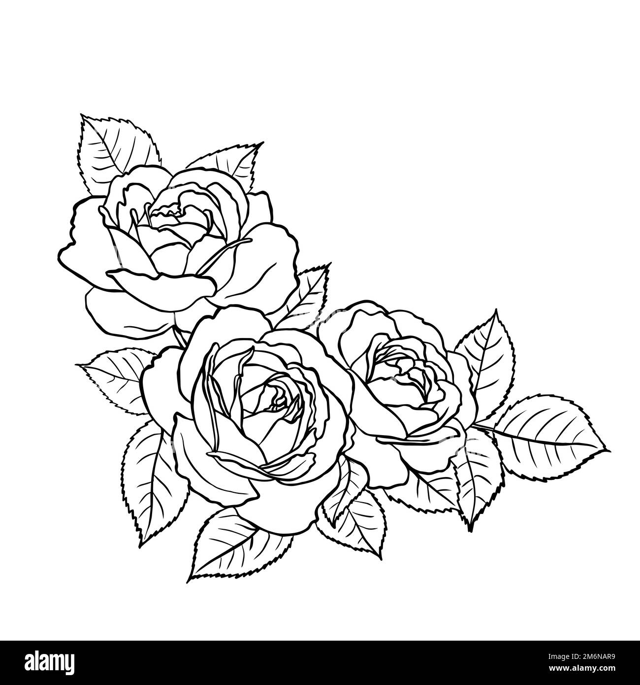 Sketch of a bouquet of roses. Black outline on a white background. Drawing vector graphics with ...
