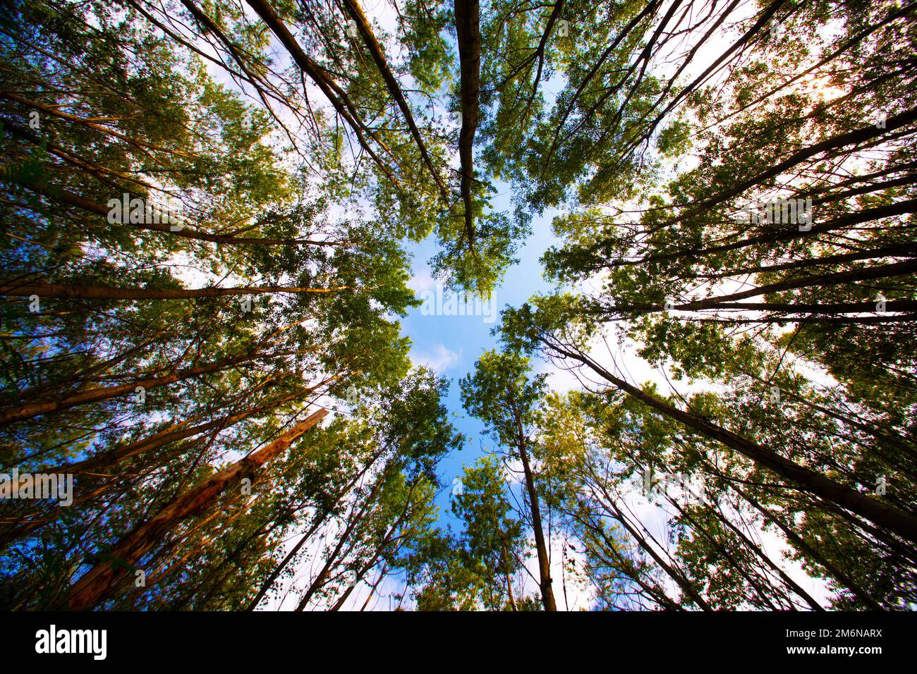 forest seen from below Stock Photo - Alamy