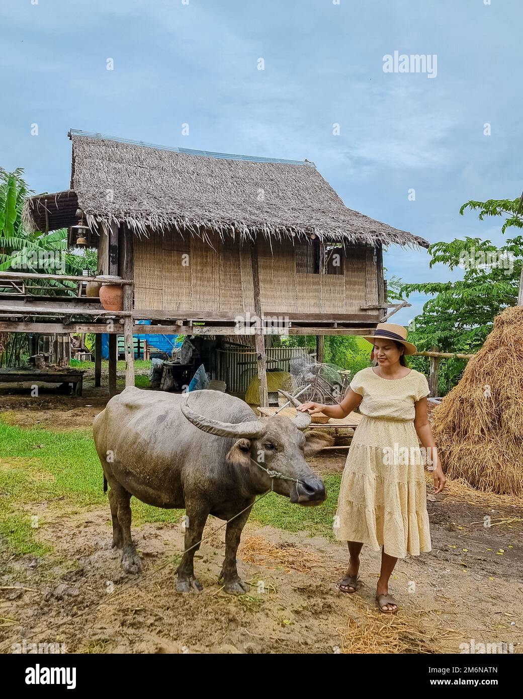 Asian women at a Eco farm homestay with a buffalo at a rice field in ...