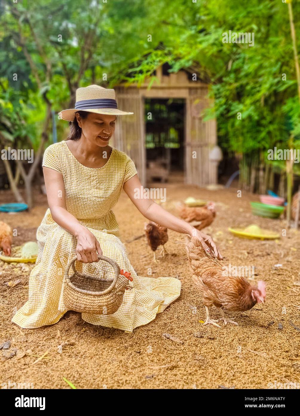Asian women at a Eco farm homestay with a rice field in central ...