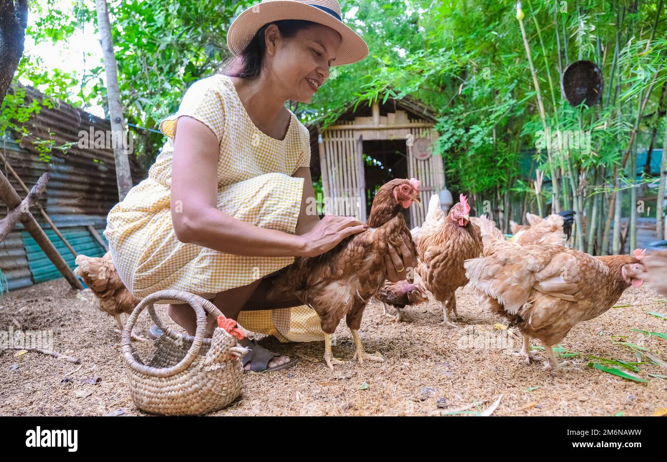 Asian women at a Eco farm homestay feeding chicken at a farm in ...