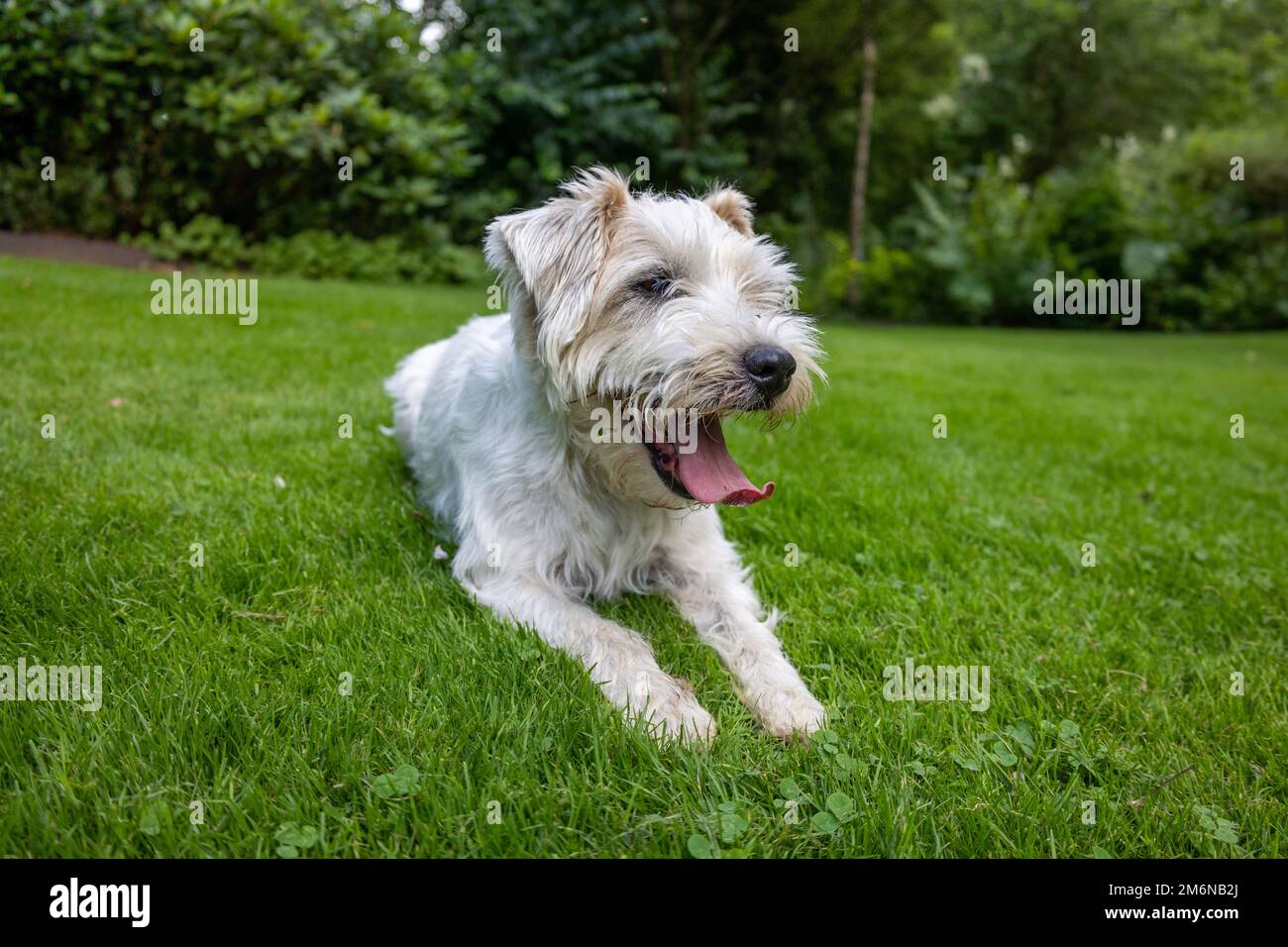 Flying jack russell hi-res stock photography and images - Alamy