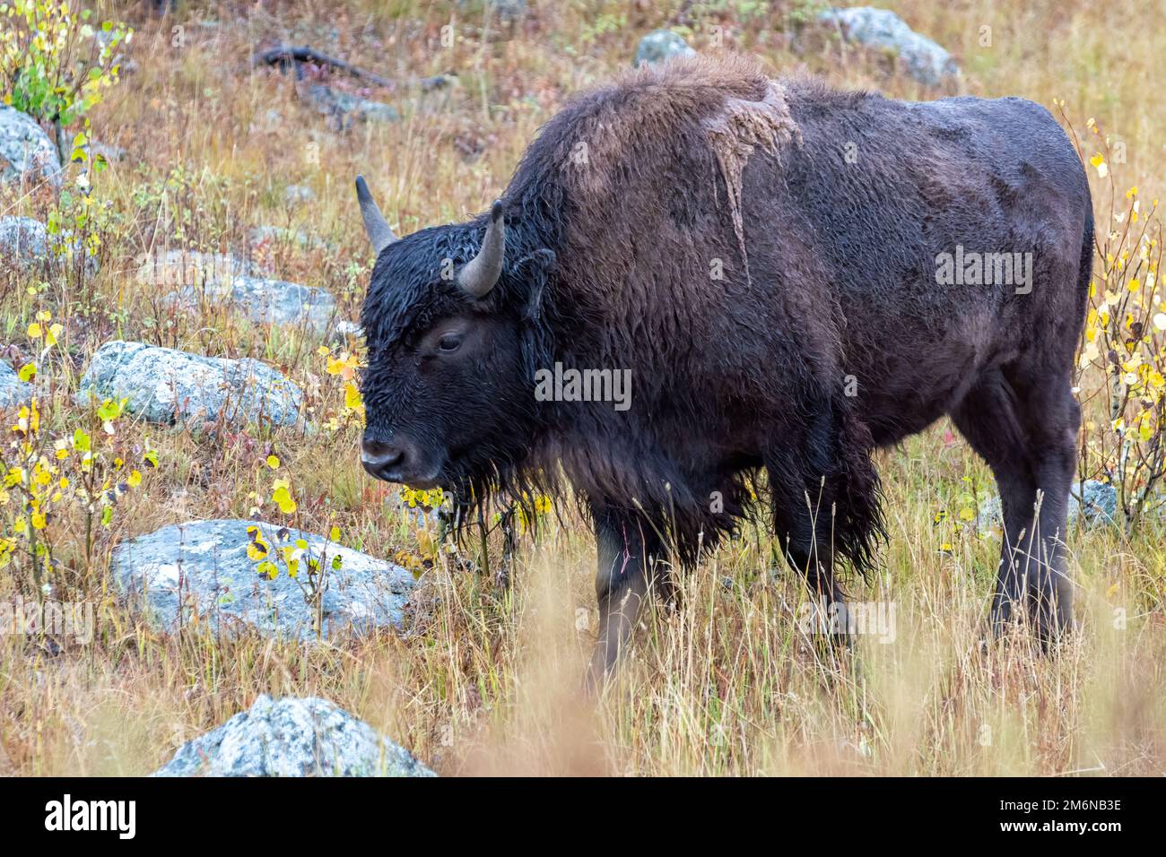 American Bison, Bison bison, in Yelowstone National Park Stock Photo ...