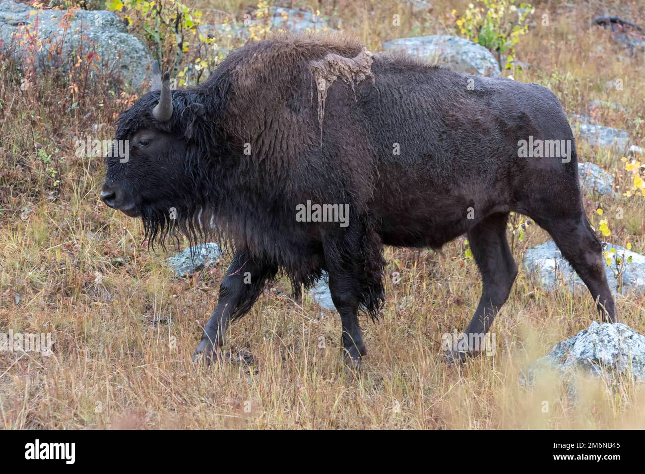 American Bison, Bison bison, in Yelowstone National Park Stock Photo ...