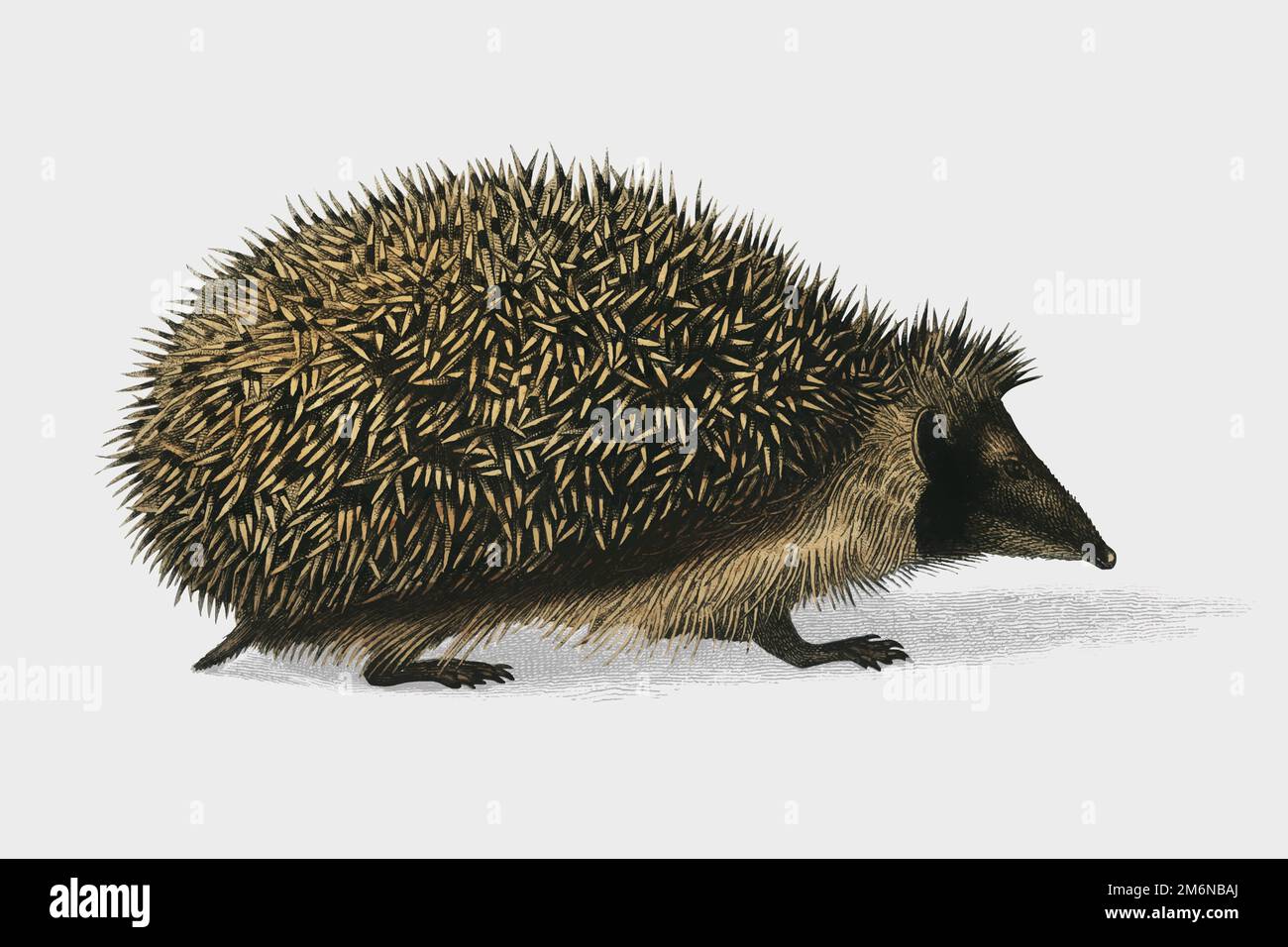 West european hedgehog Stock Vector Images - Alamy