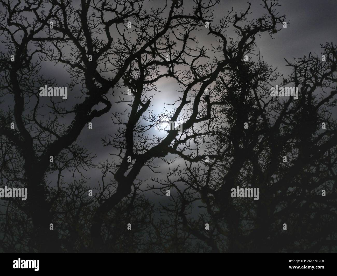 Moonlit tree hi-res stock photography and images - Alamy