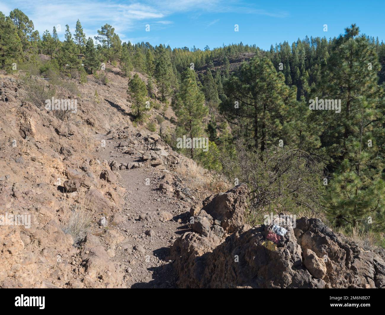 foopath at volcanic landscape and lush green pine tree forest, marked ...
