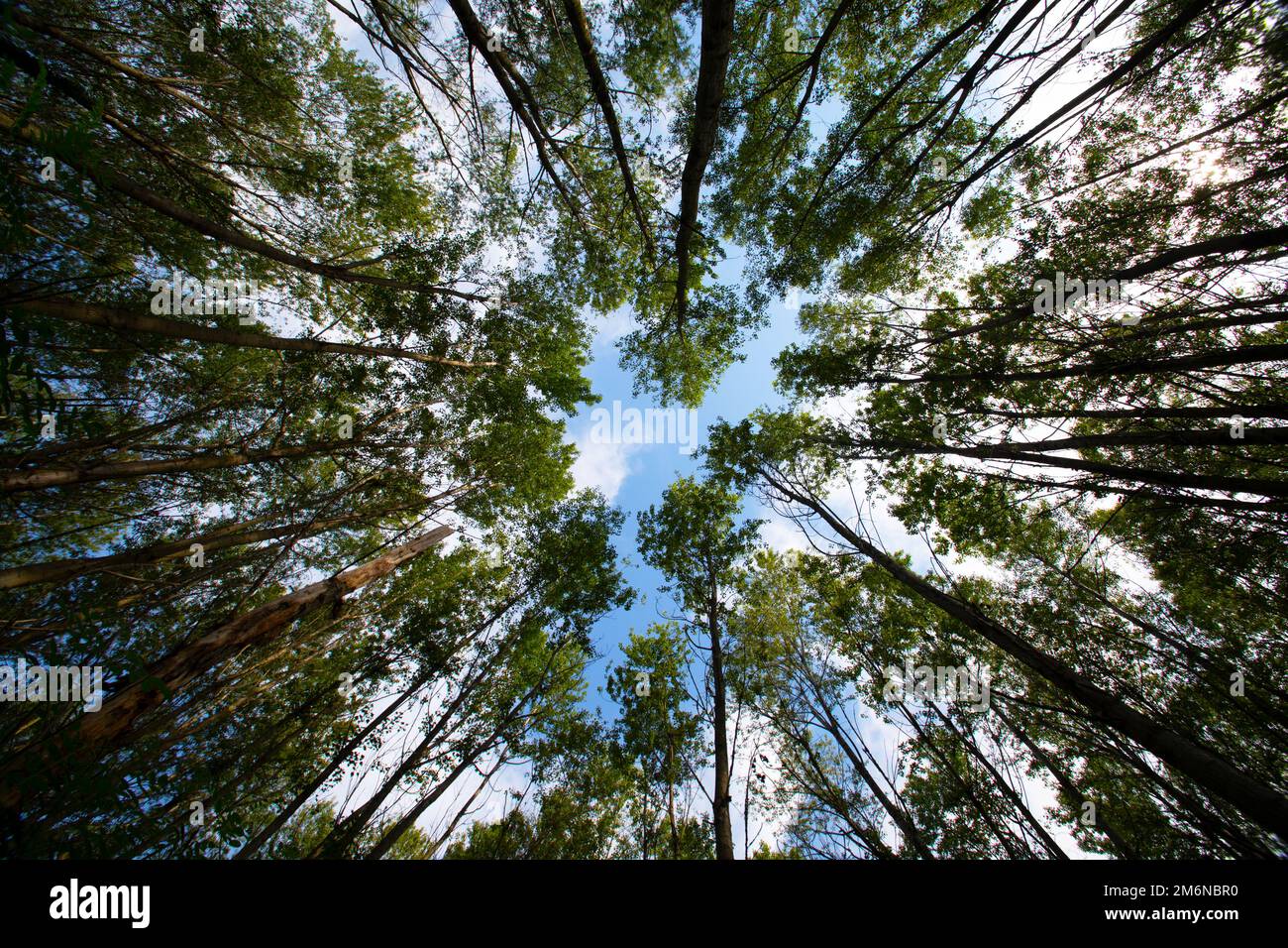 Woodland canopy from below hi-res stock photography and images - Alamy