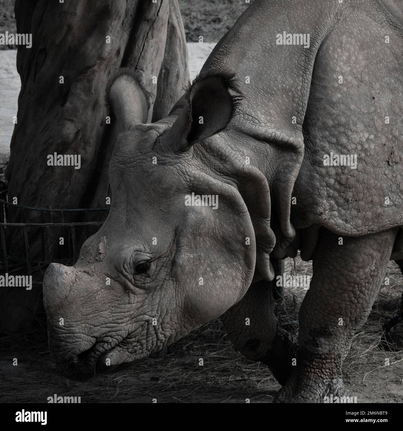 A rhino standing near tree bark Stock Photo - Alamy