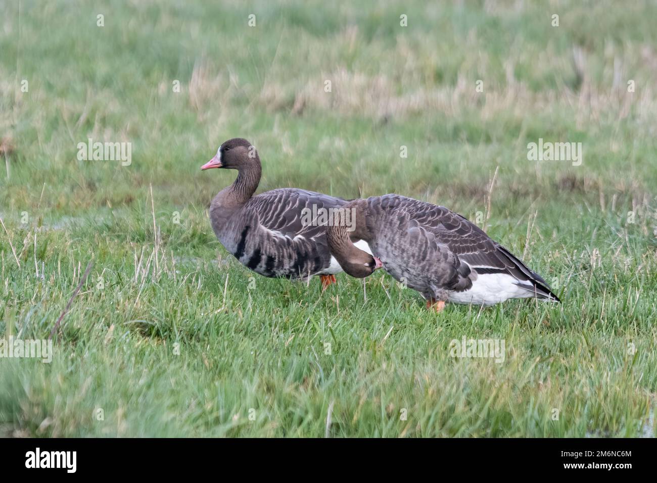 White-fronted geese (Anser albifrons) wintering at Farlington Marshes ...