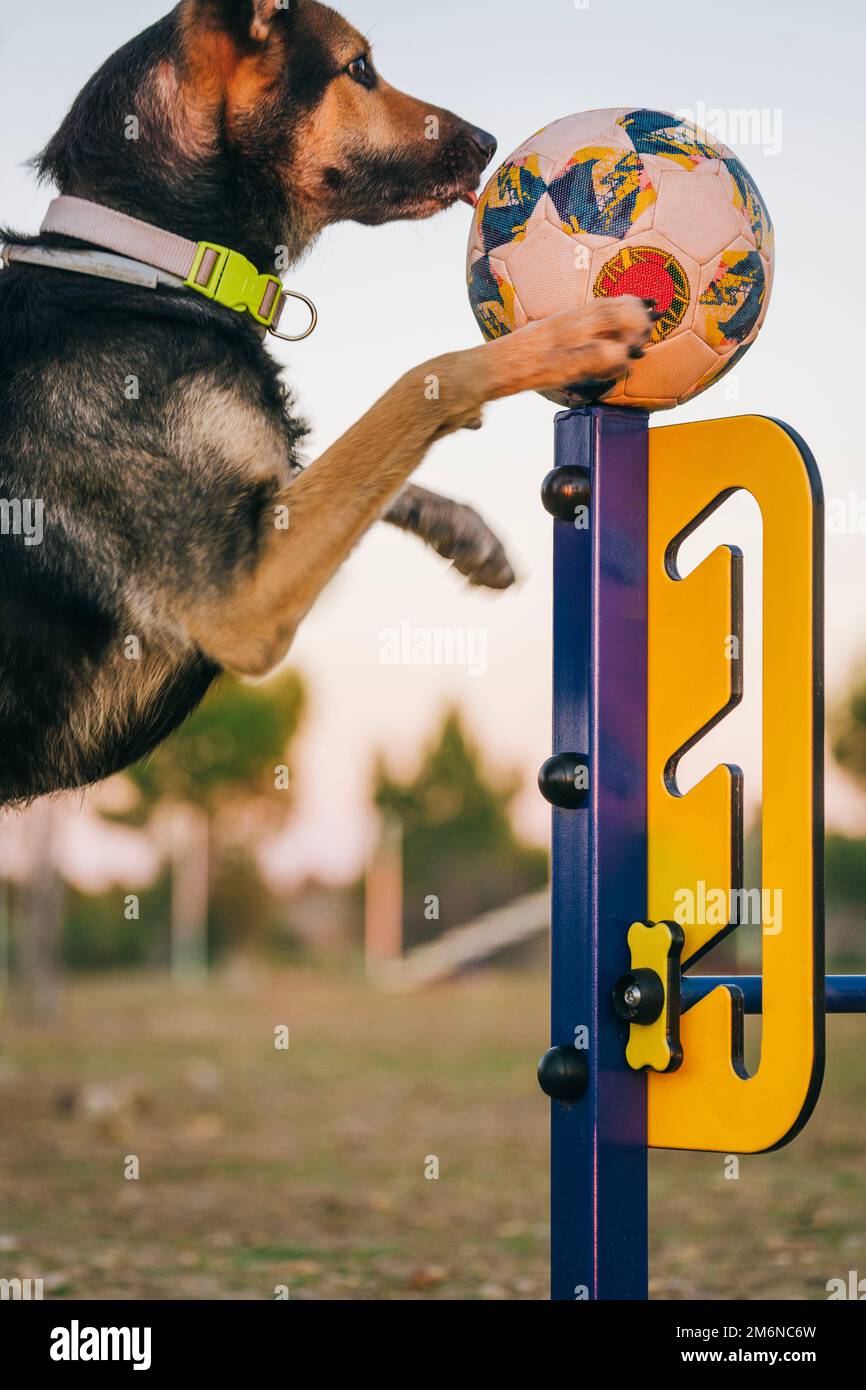 Game of catch with a dog hi-res stock photography and images - Alamy
