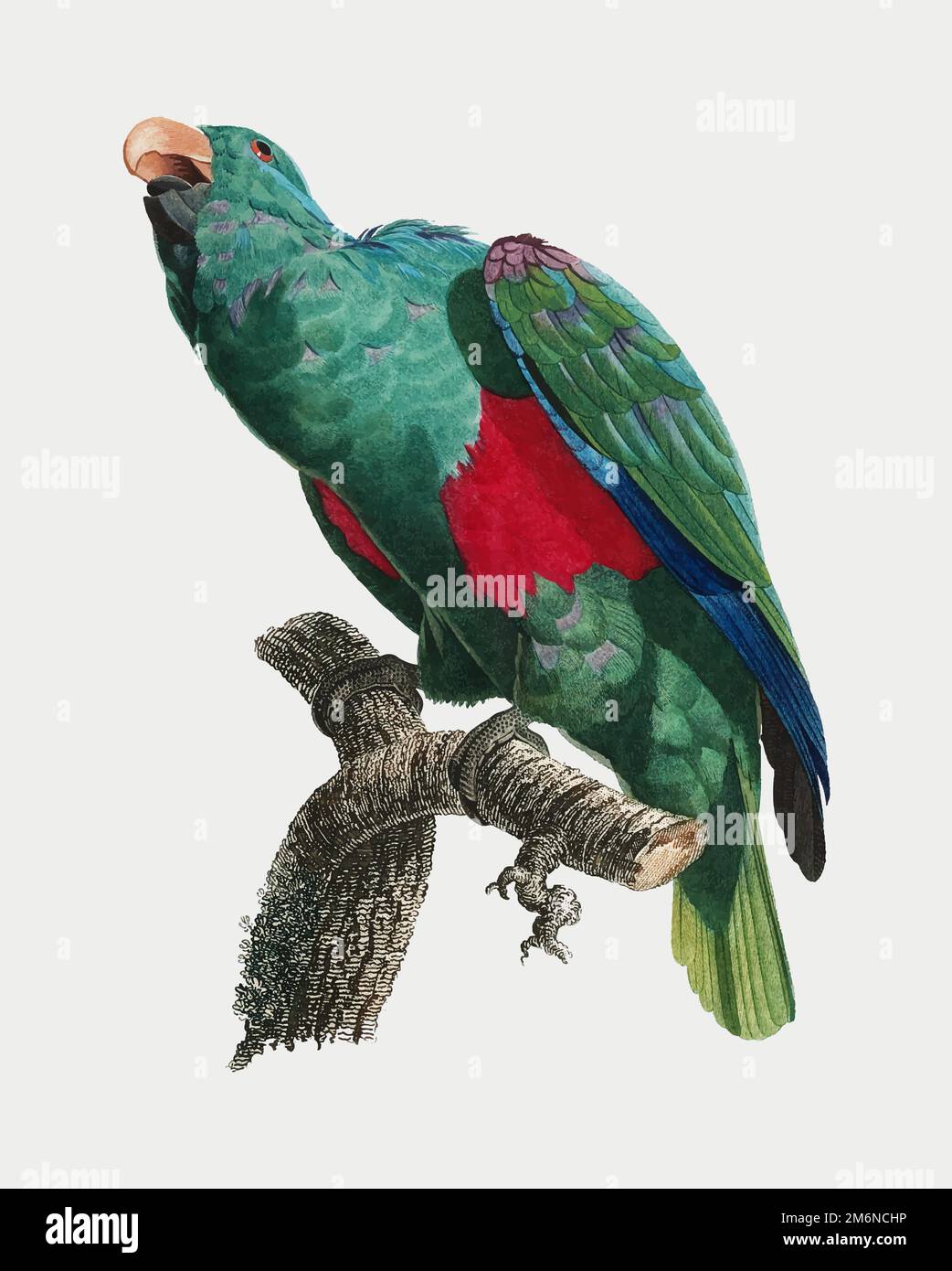 The Eclectus parrot vintage illustration Stock Vector Image & Art - Alamy