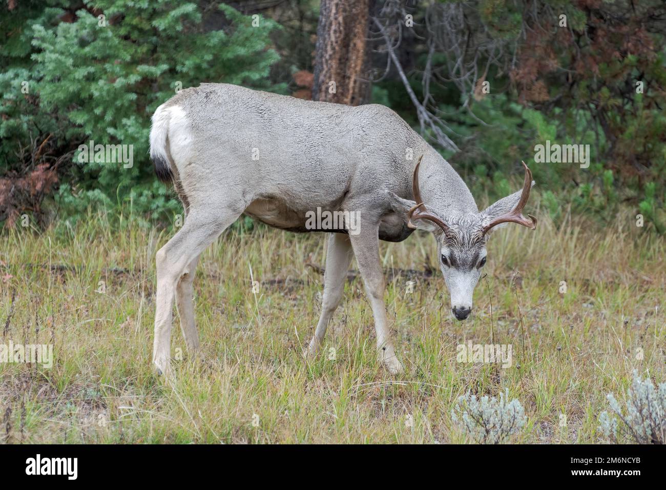 Mule deer yellowstone national hi-res stock photography and images - Alamy