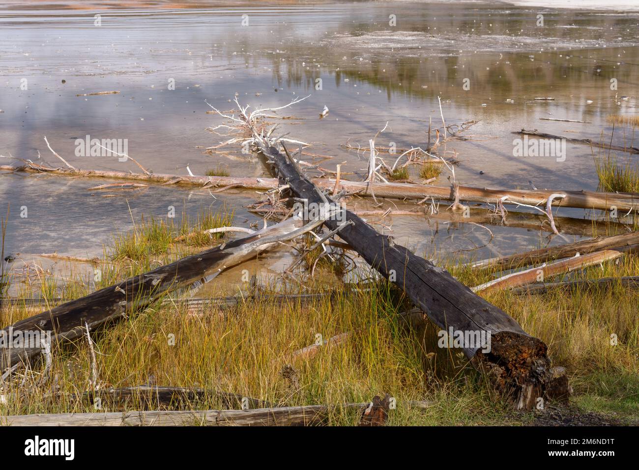 Dead trees steam yellowstone hi-res stock photography and images - Alamy