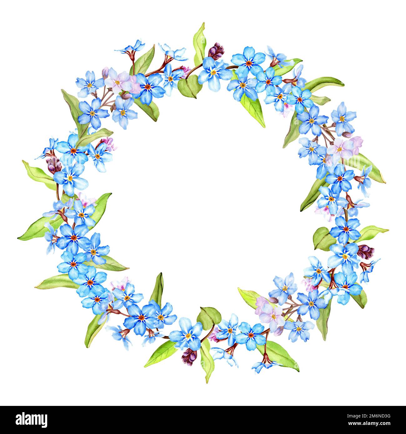 Forget-me-not flowers wreath, watercolor illustration, isolated on ...