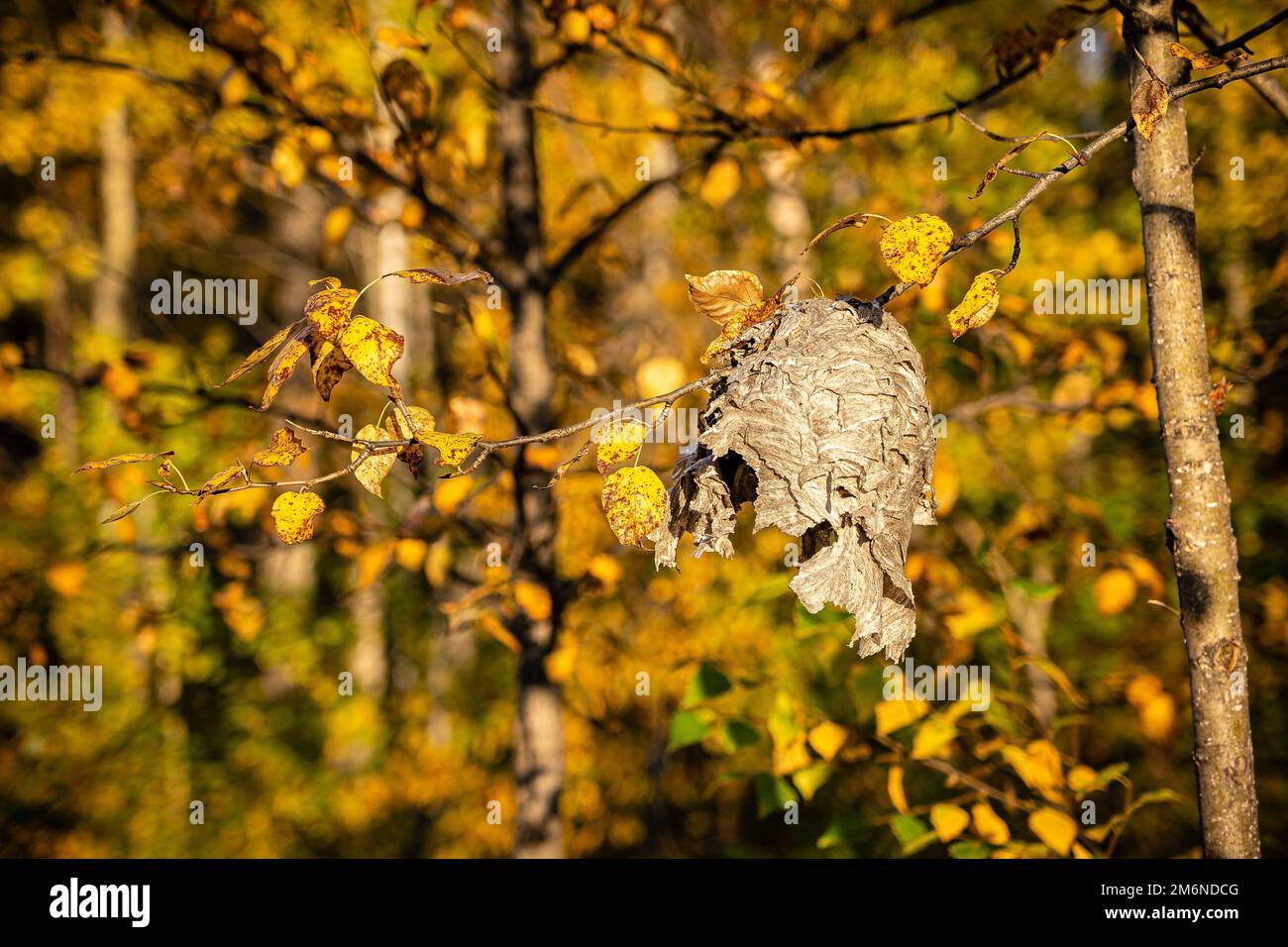 An old broken bee nest hanging from the tree branch with yellow foliage ...