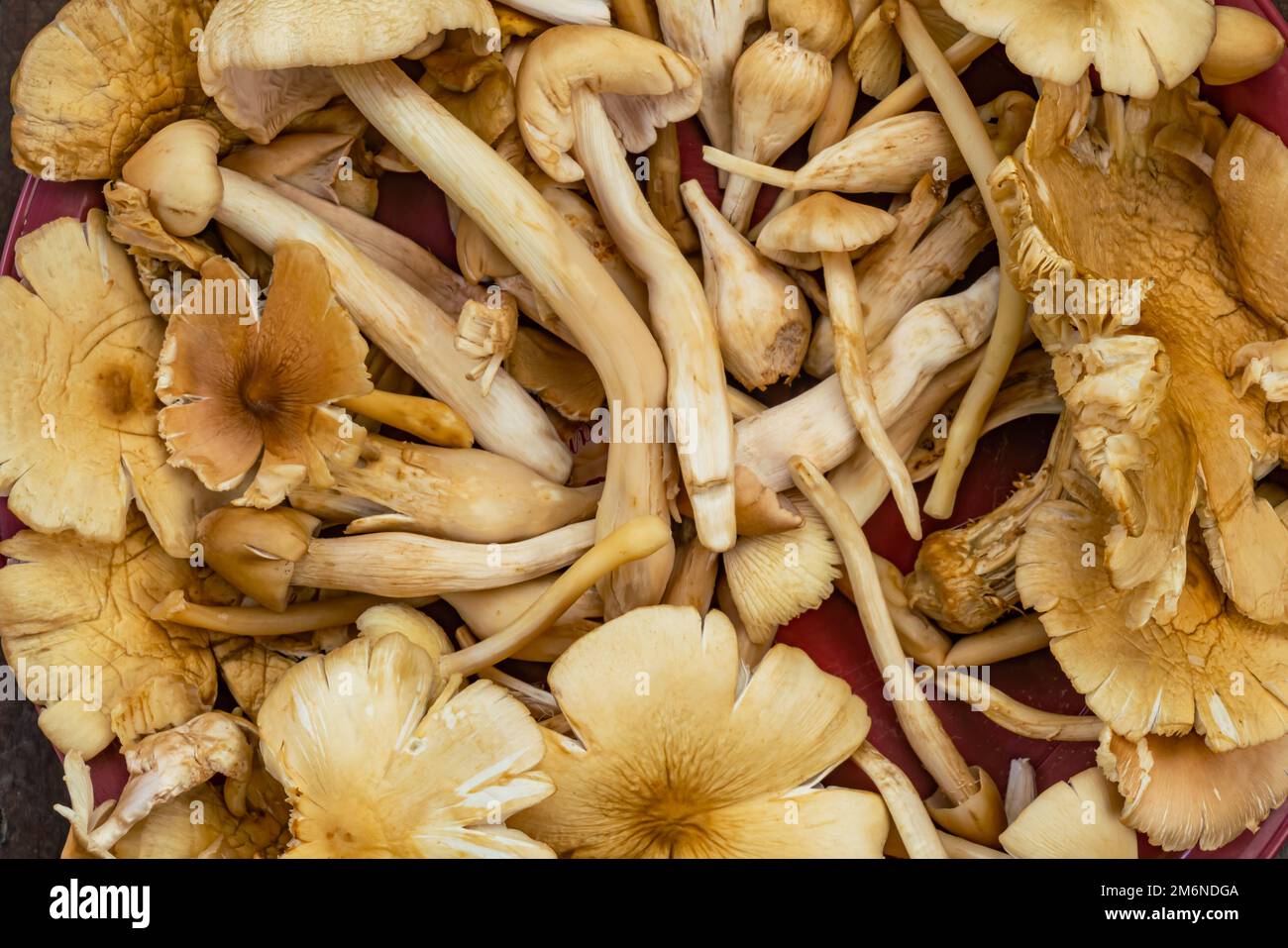 Top view of natural termite mushroom in red plastic tray Stock Photo ...