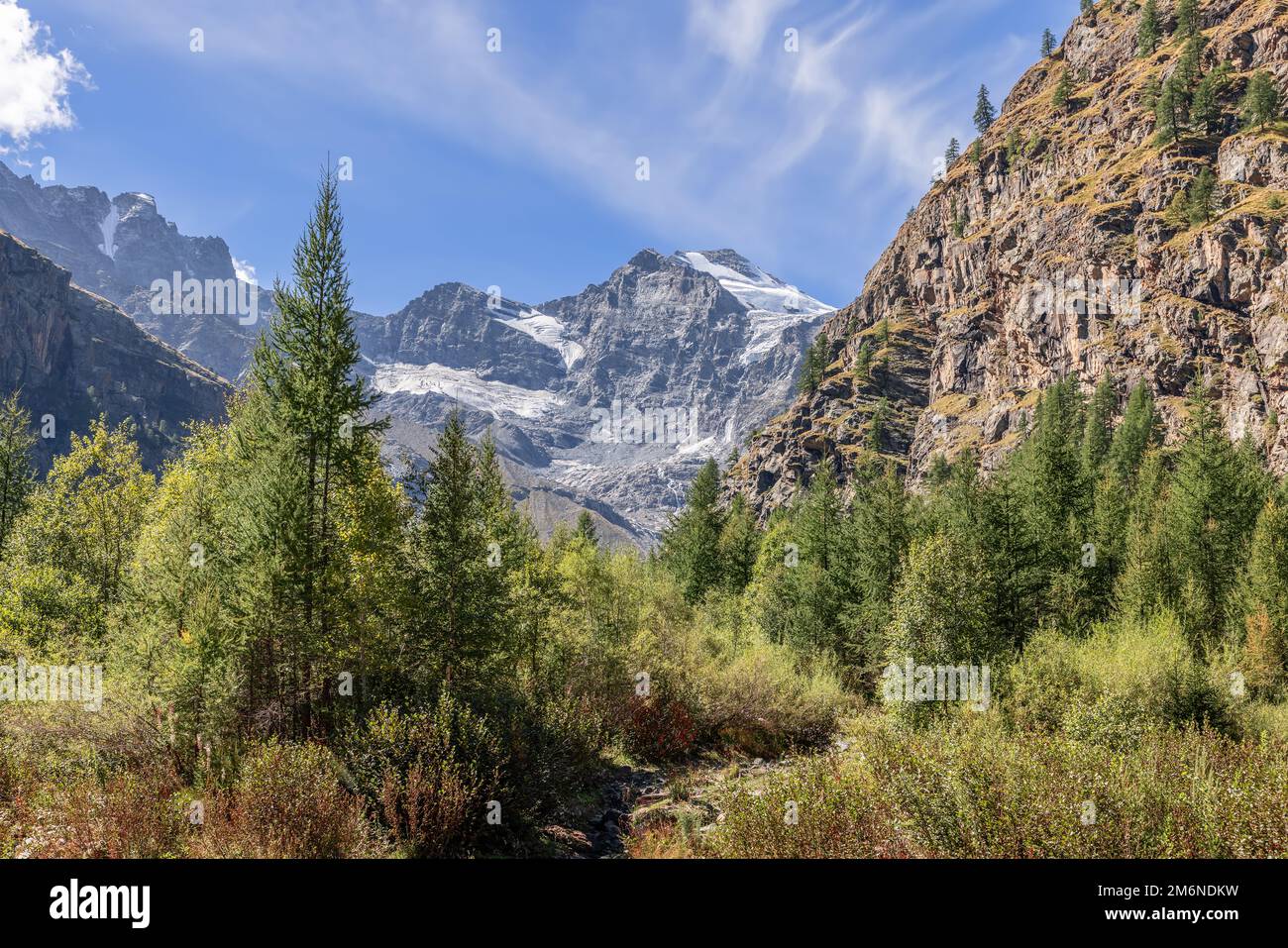 Evergreen pine forest in Gran Paradiso National Park surrounded by ...