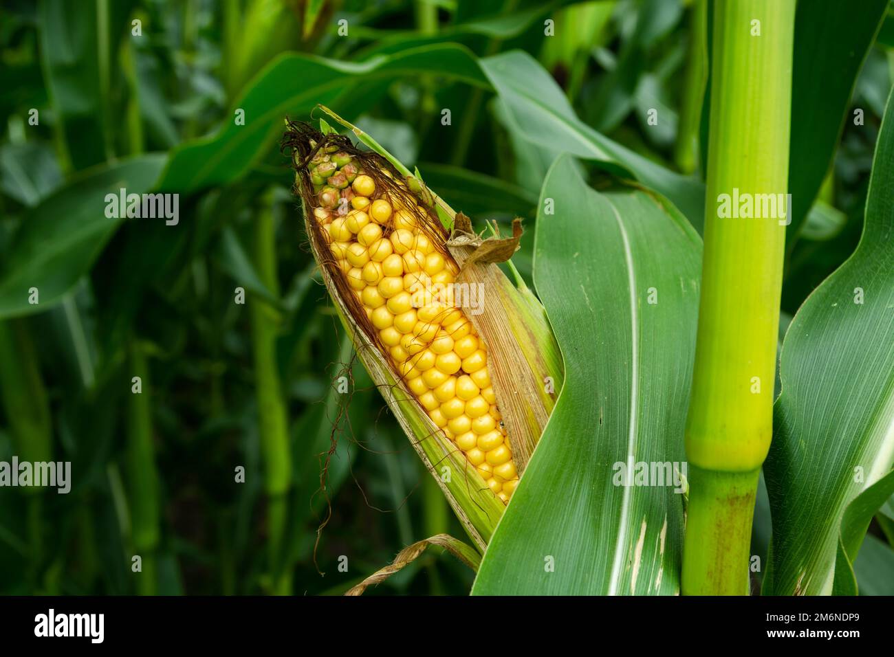 Corn ripening hi-res stock photography and images - Alamy