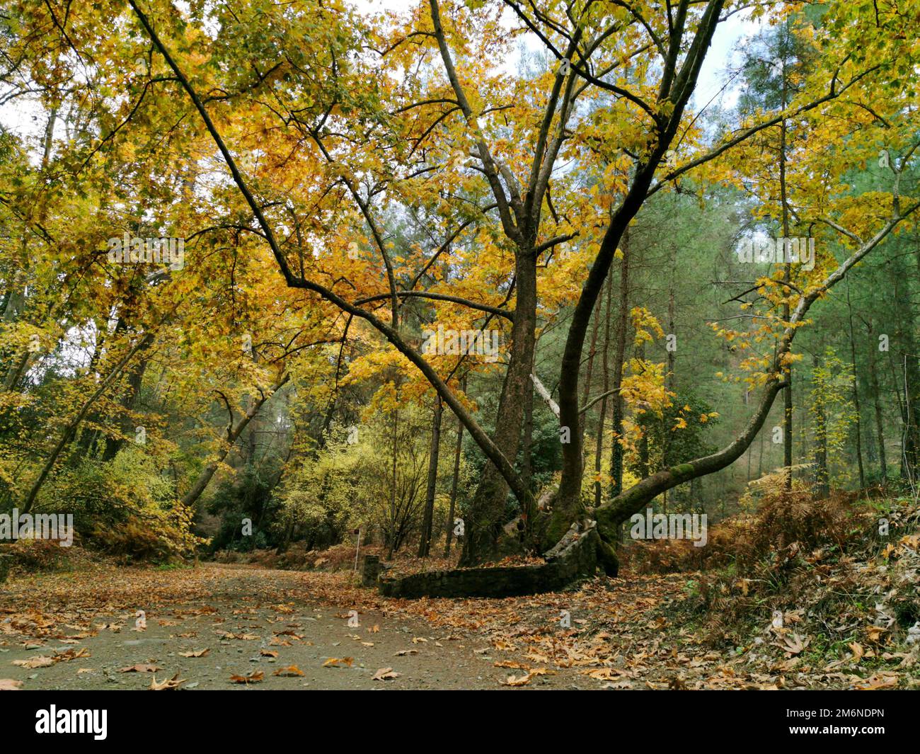 Maple tree with yellow leaves in autumn. Fall season in valley Stock ...