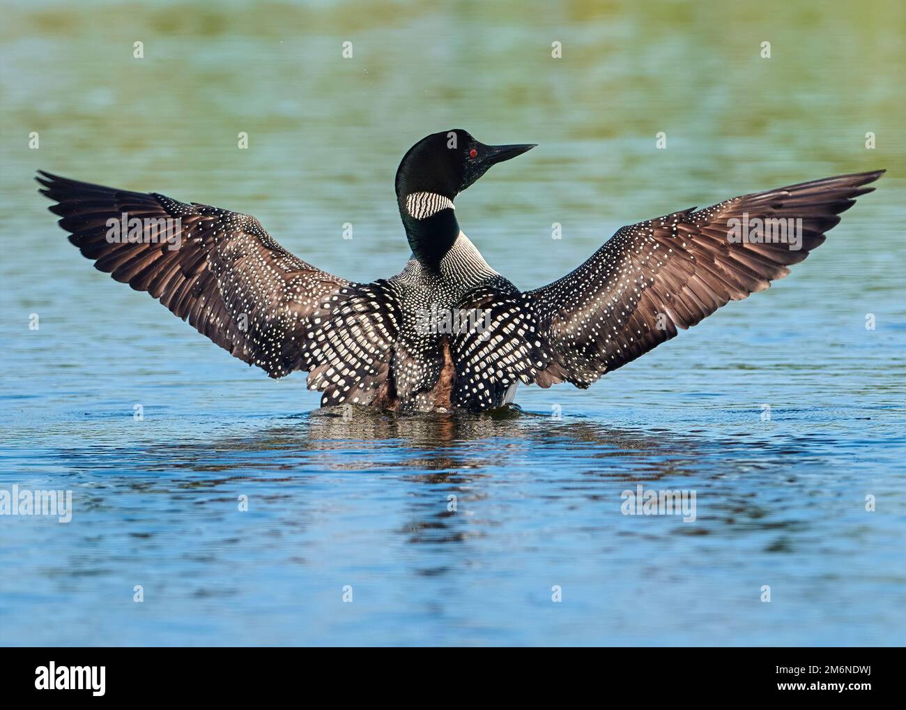 A loon or great northern diver (Gavia immer) with half of its body ...