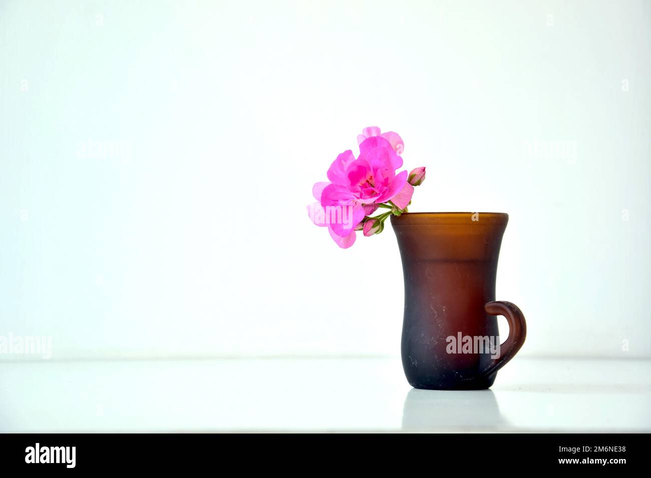 view of a pink geranium in a cup with white background Stock Photo - Alamy