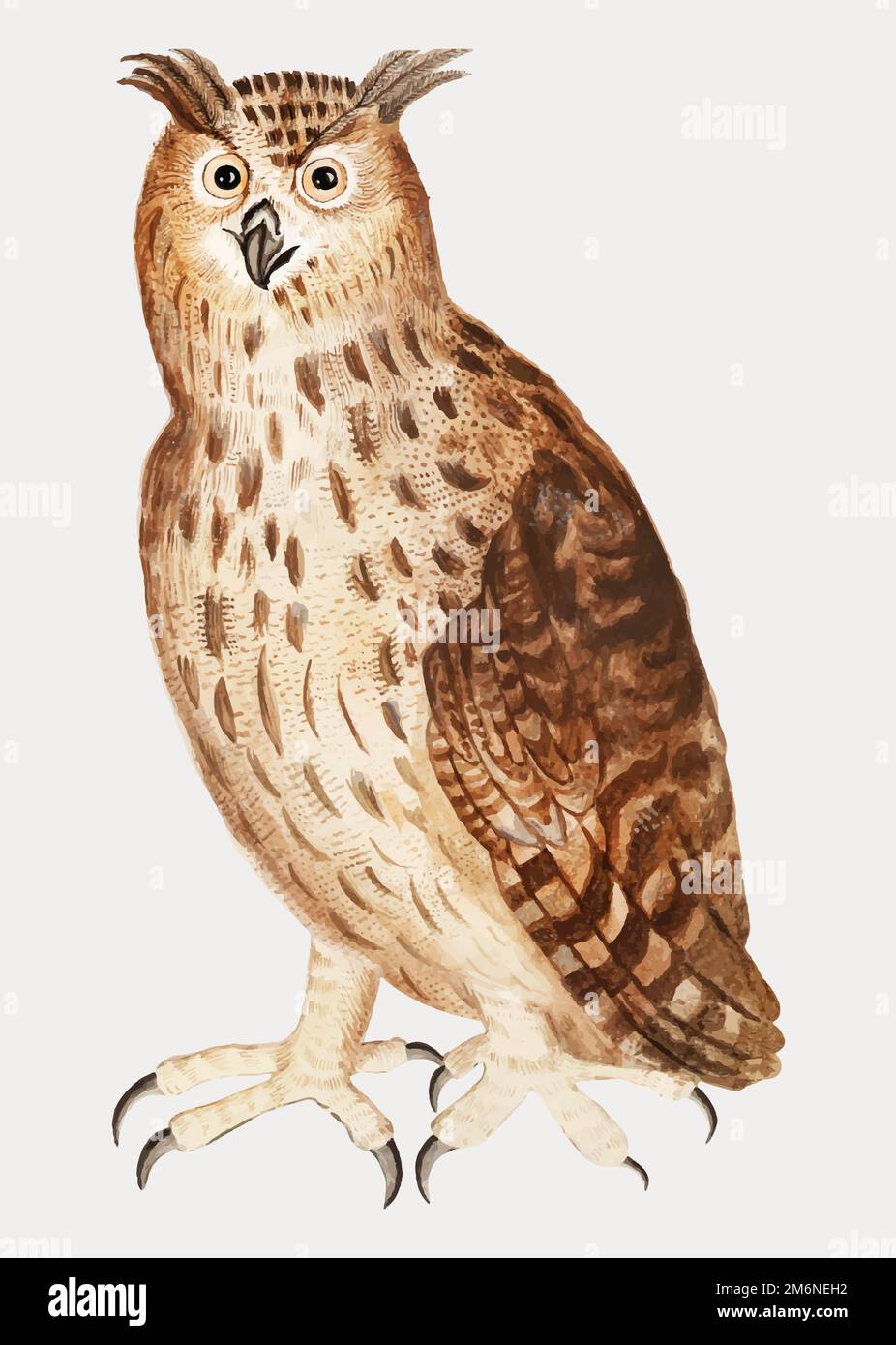 Vintage eagle owl illustration in vector Stock Vector Image & Art - Alamy