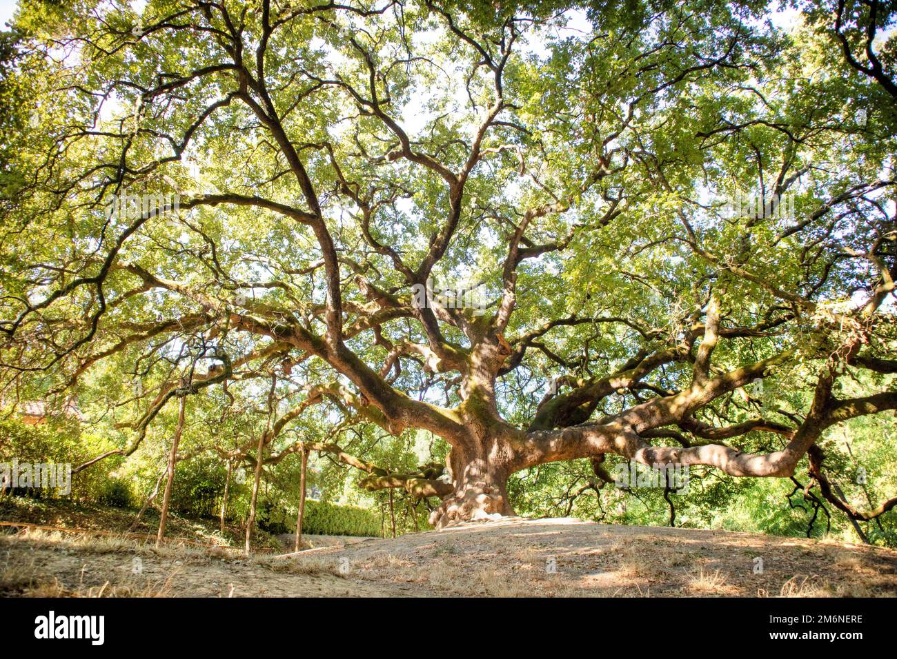 The great secular oak in Capannori Lucca Italy Stock Photo - Alamy