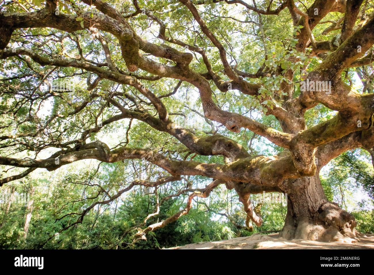 The great secular oak in Capannori Lucca Italy Stock Photo - Alamy