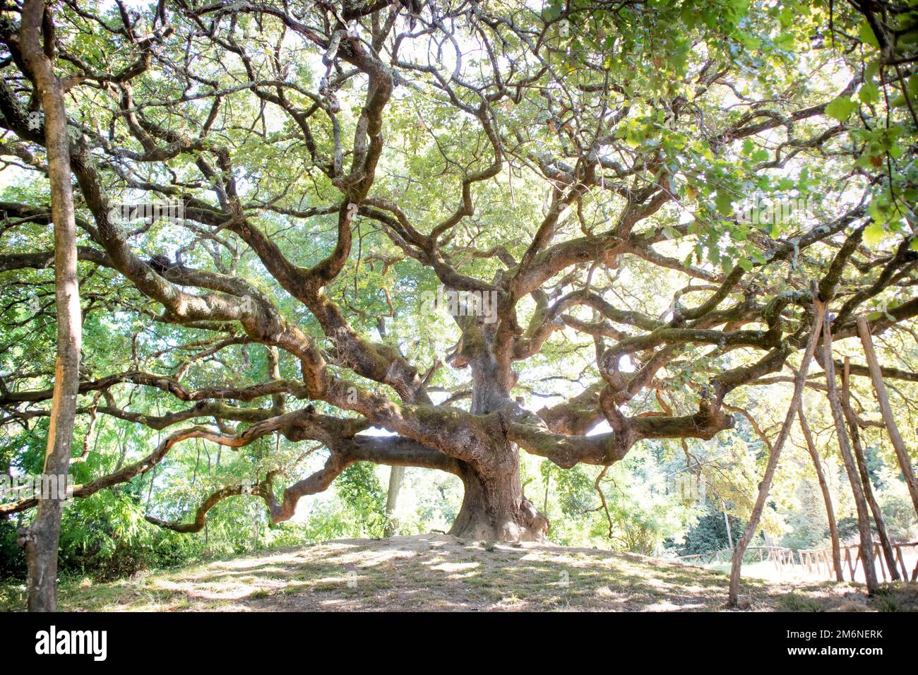 The great secular oak in Capannori Lucca Italy Stock Photo - Alamy