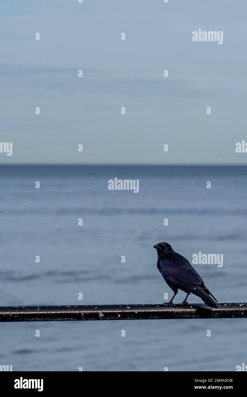 black crow corvid stood on black railing with north sea in background ...