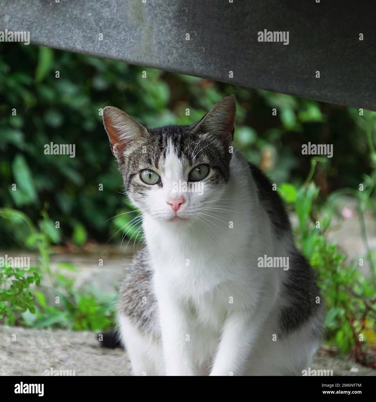 Beautiful stray cat hi-res stock photography and images - Alamy