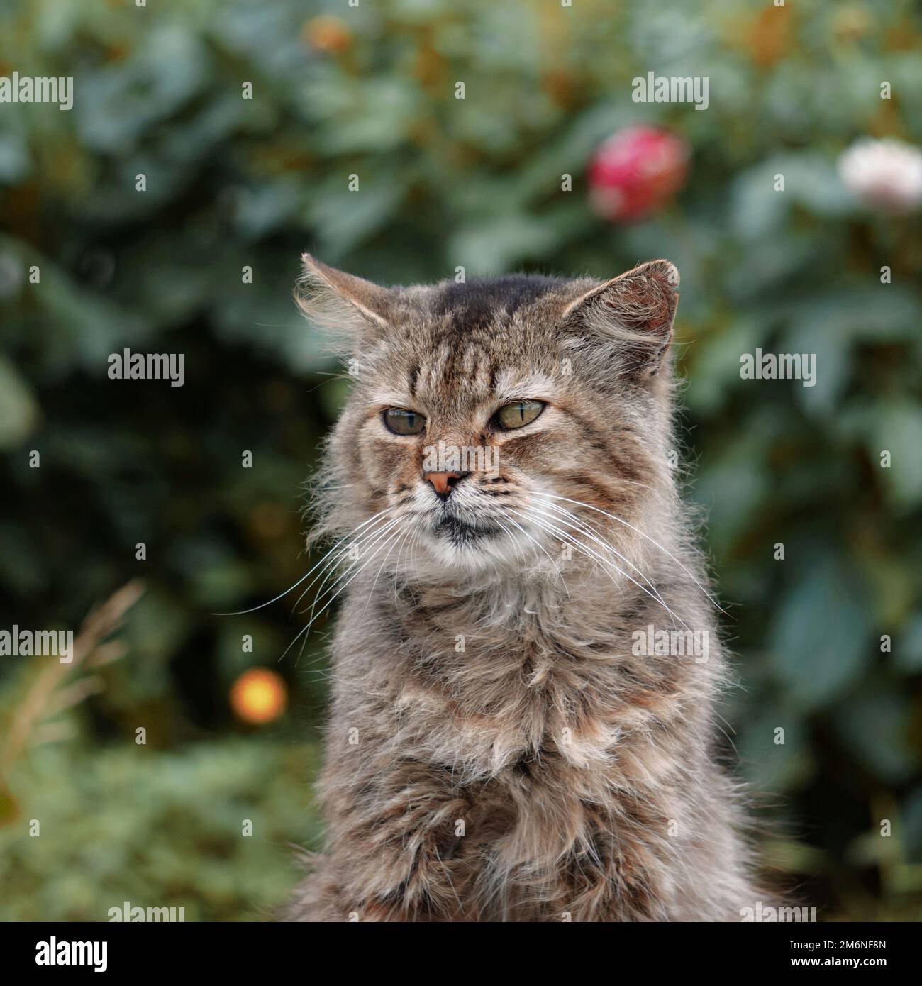 Beautiful stray cat hi-res stock photography and images - Alamy