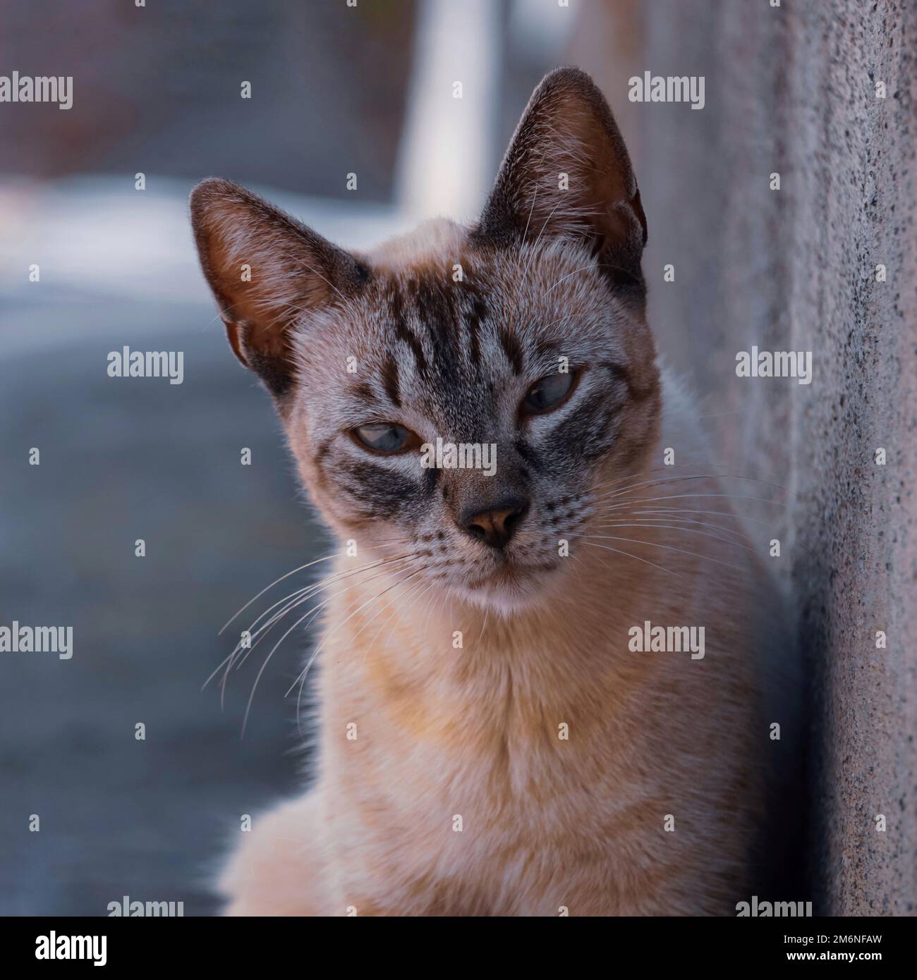 Beautiful stray cat hi-res stock photography and images - Alamy