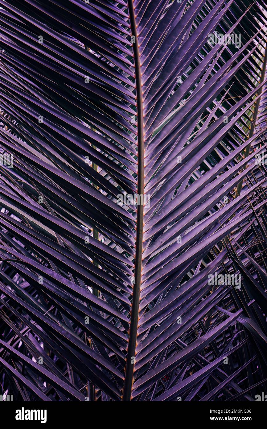 purple palm tree leaves, purple background Stock Photo - Alamy