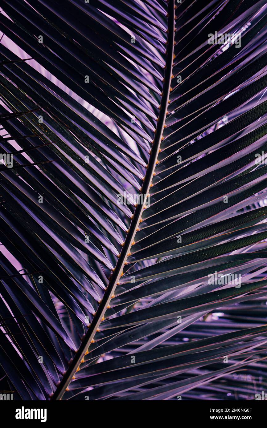 purple palm tree leaves, purple background Stock Photo - Alamy