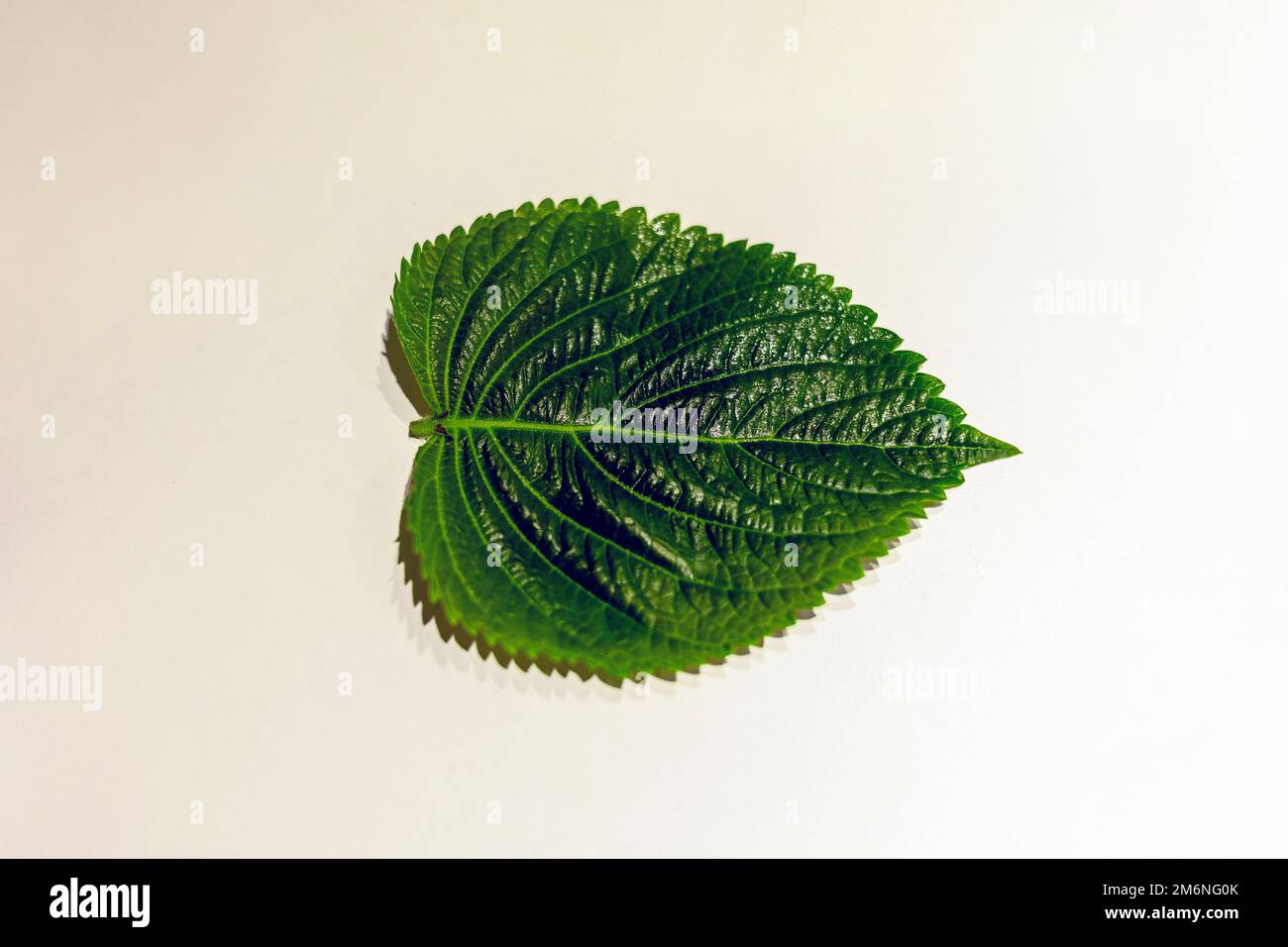 Sesame leaf hi-res stock photography and images - Alamy
