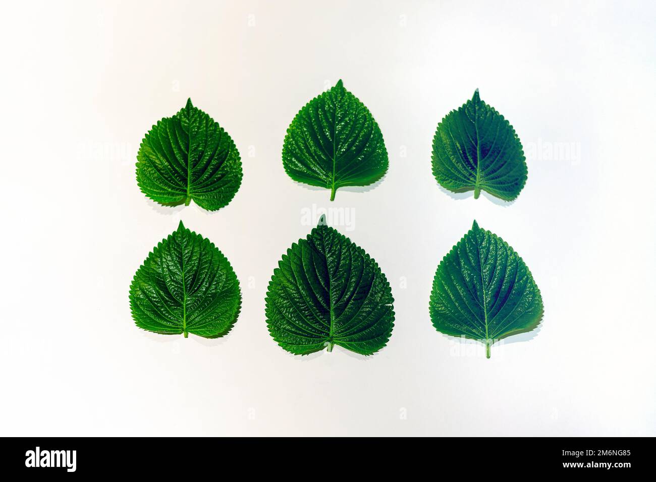 Fresh sesame leaves, arranged perilla leaves Stock Photo - Alamy