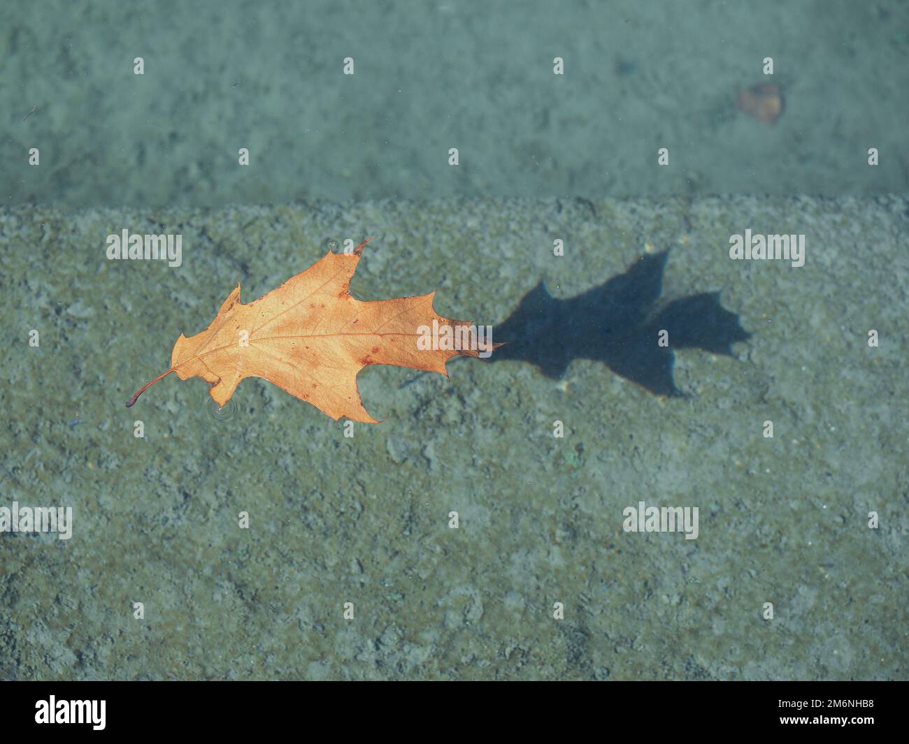 autumn leaf floating on water over concrete dock pier Stock Photo - Alamy