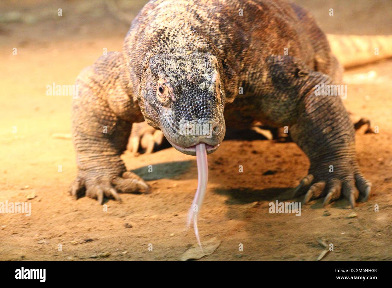 Monitor lizard (Varanus Stock Photo - Alamy