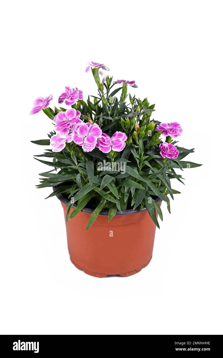 Potted pink Dianthus flowers on white background Stock Photo - Alamy
