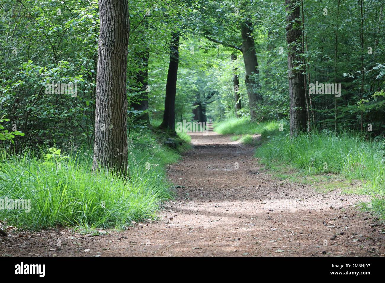 A narrow walking road in the woods Stock Photo - Alamy
