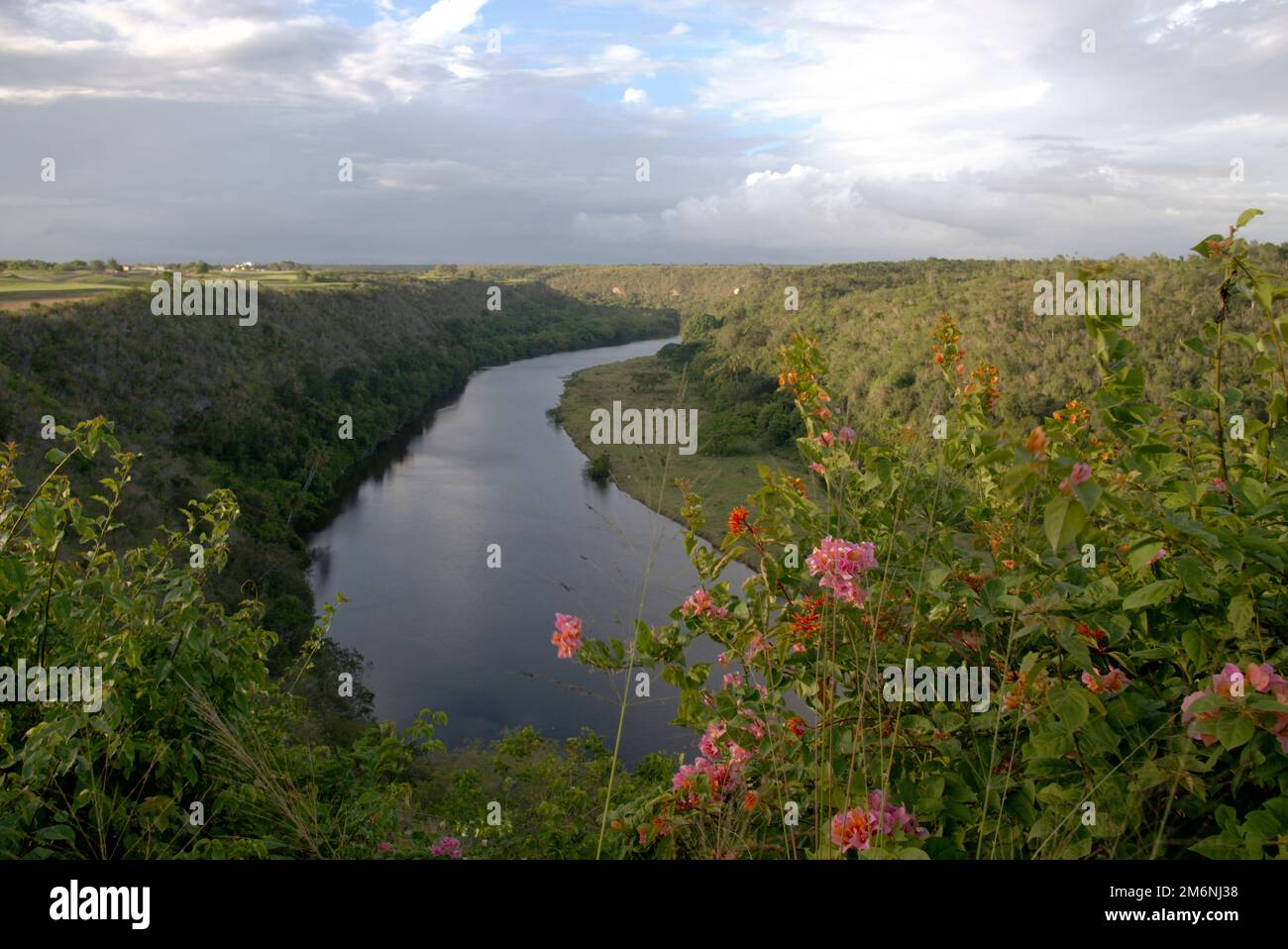 Palm tree and fuchsia triphylla flowers in La Romana, Dominican ...