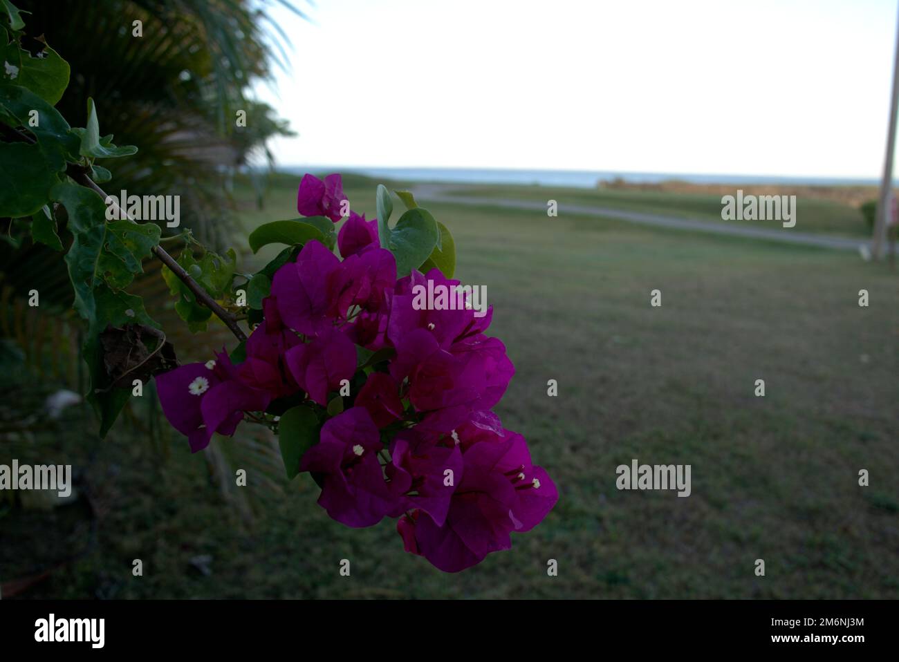 Trinitaria flowers near La Romana, Dominican Republic Stock Photo - Alamy