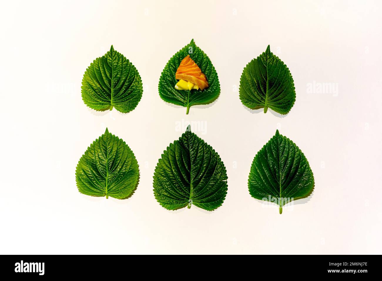 Sliced salmon and garlic on the fresh sesame leaves, arranged perilla ...